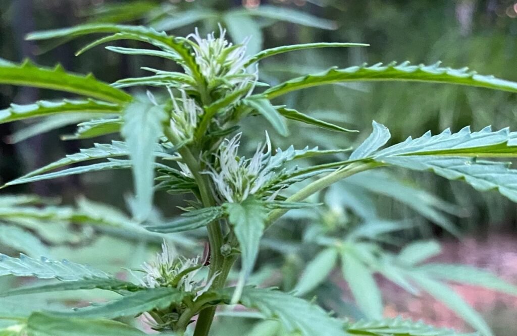 What Does a Flowering Weed Plant Look Like? Signs + Guide