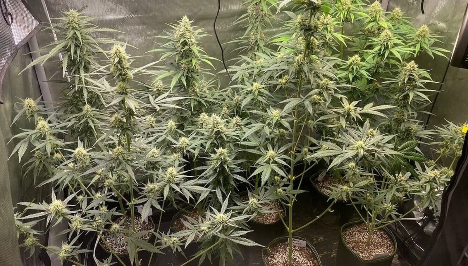 Can You Grow Weed in 1 Gallon Pots? Tips, Yields & Strains